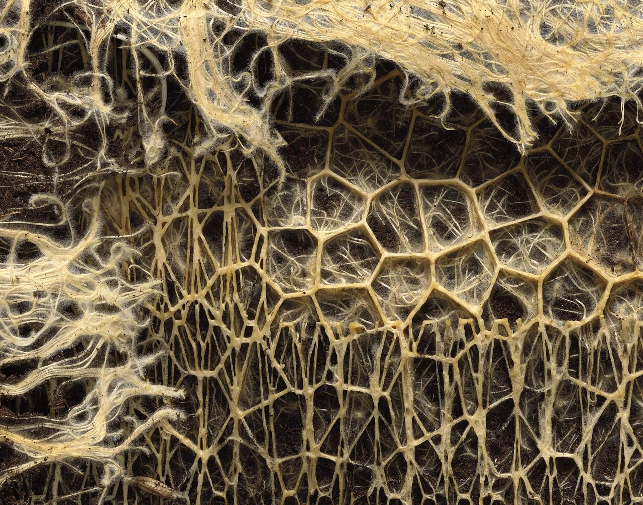 Diana Scherer | Frankfurter Kunstverein