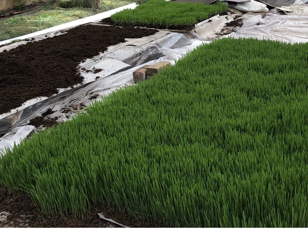 Diana Scherer | Frankfurter Kunstverein