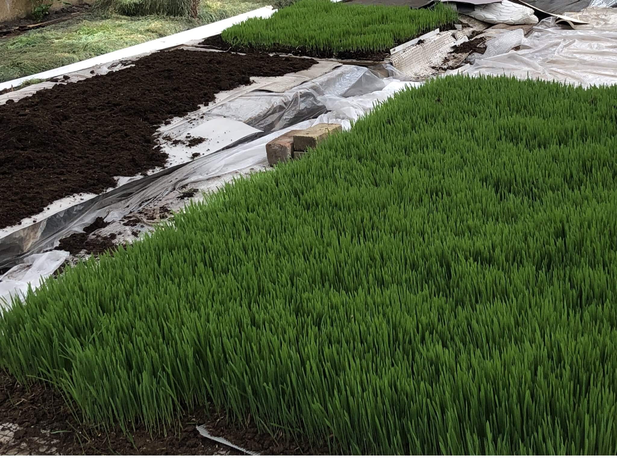 Diana Scherer | Frankfurter Kunstverein